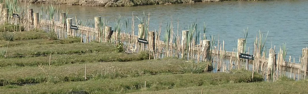 Leids onderzoek naar effect bemesting bodem en water veenweidepolders ...