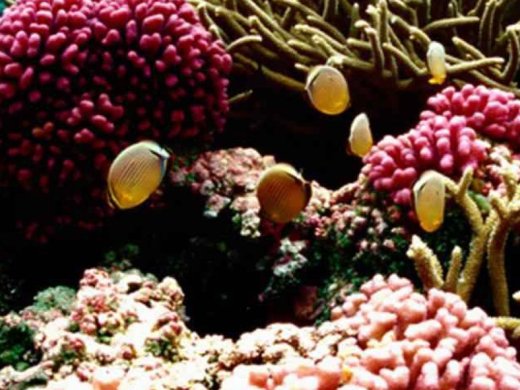 Application of bacteria as probiotics in coral reef restoration at ...